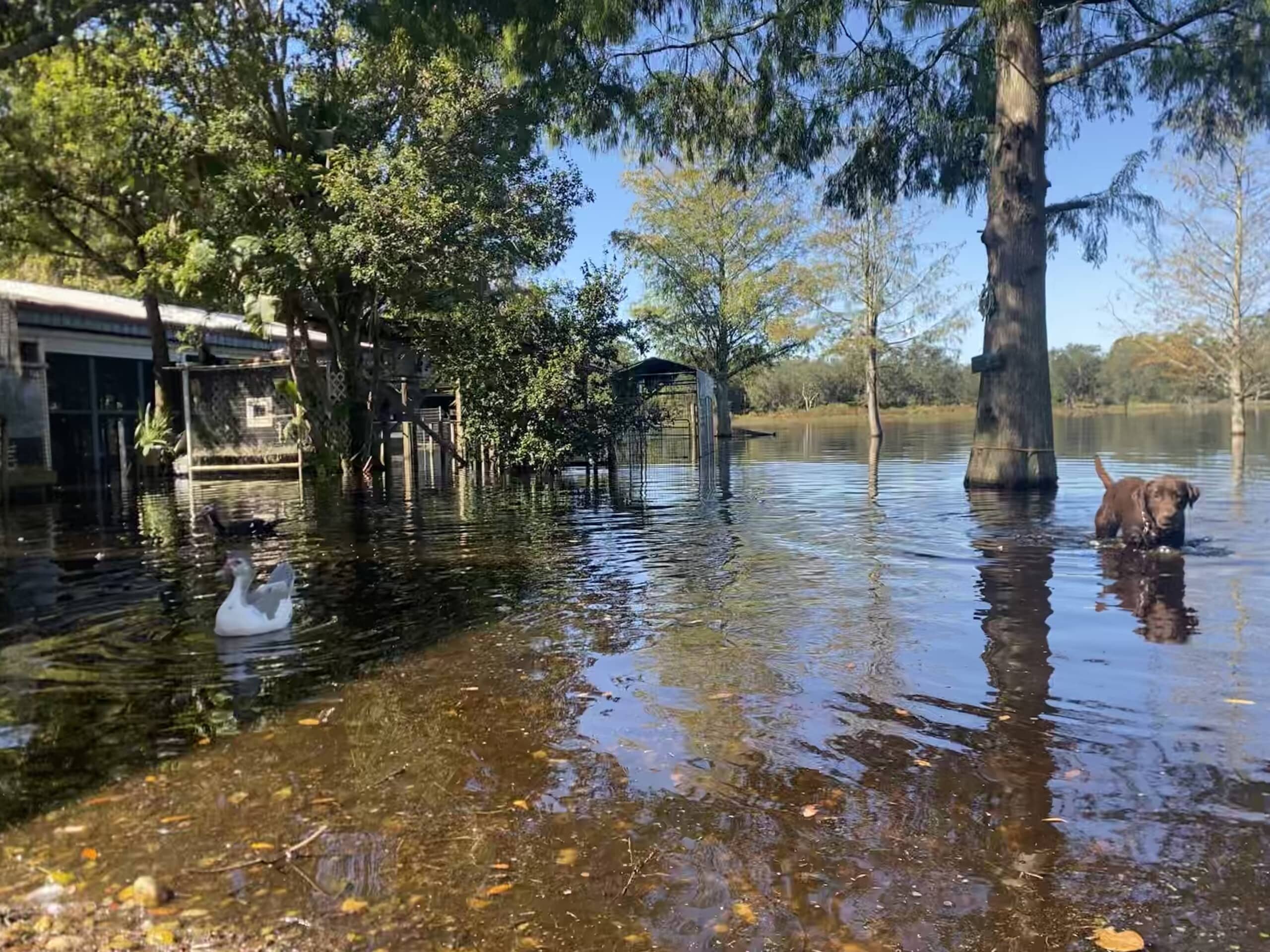 Parrot rescue seeks aid after flooding – Oviedo Community News