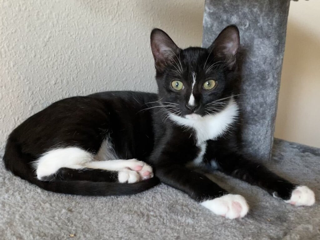 What’s happening this weekend — Hayrides, art festival, cat adoption ...