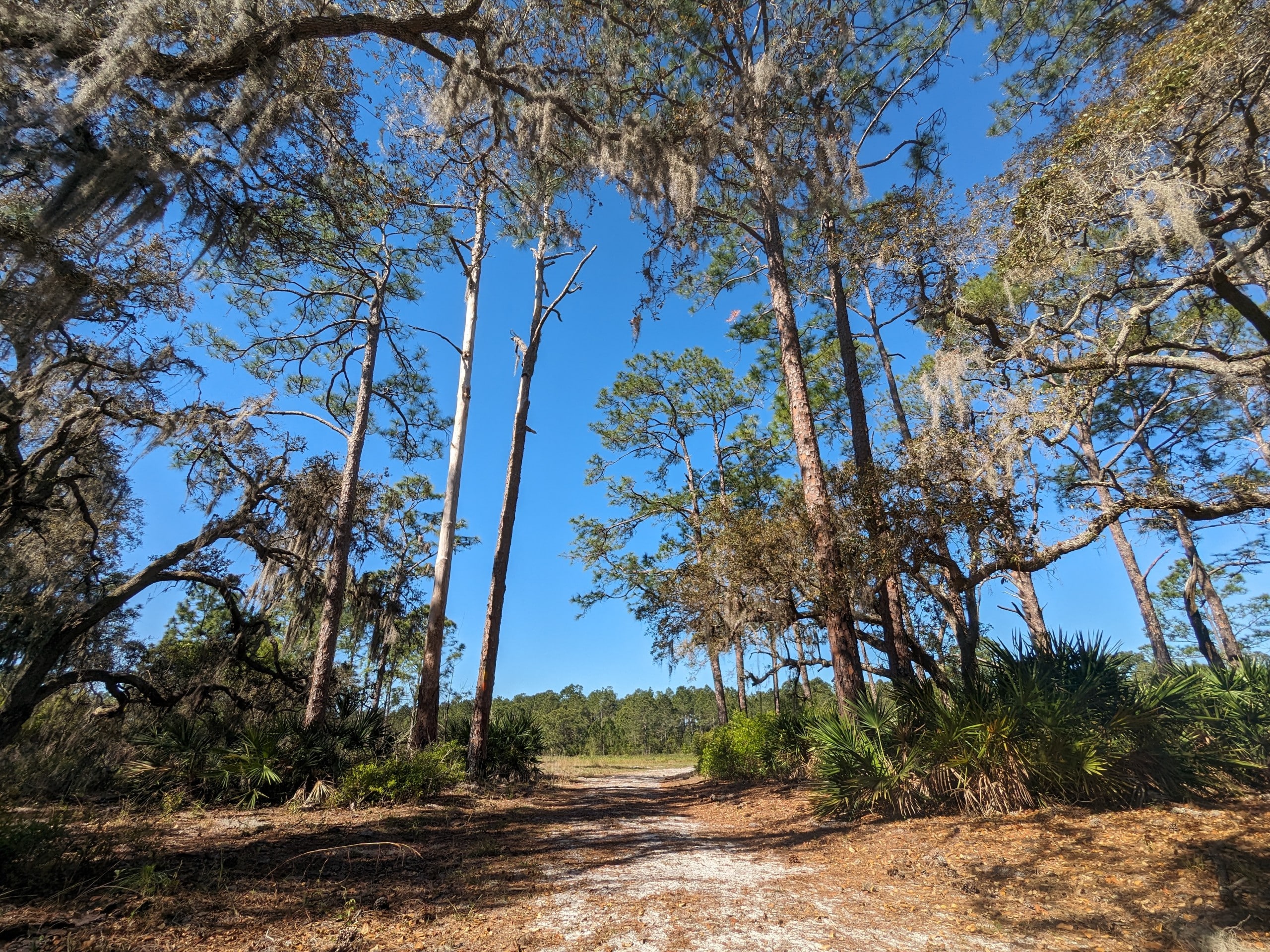 Why the Florida Wildlife Corridor couldn't save Split Oak Forest ...
